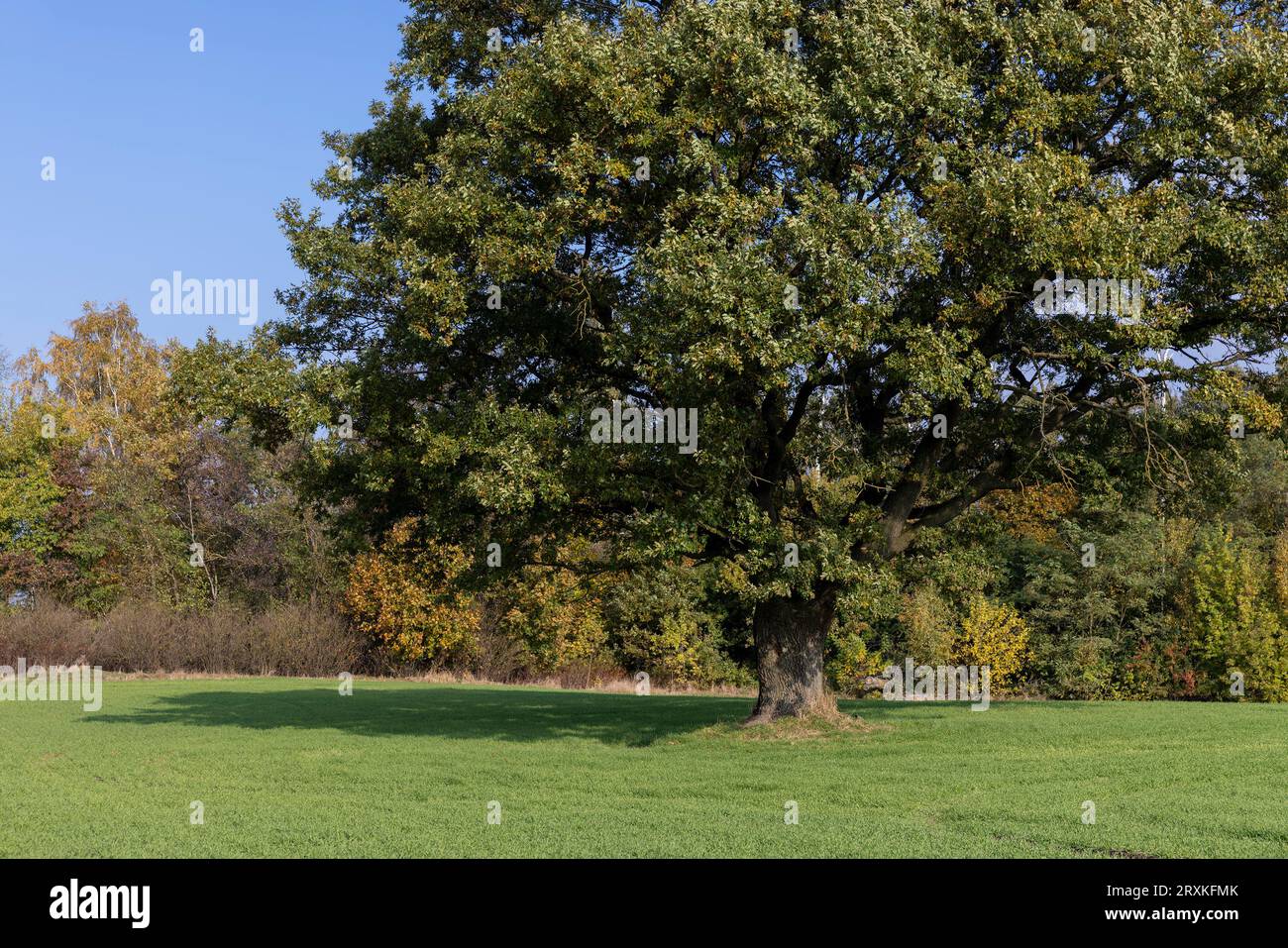 Changes in oak foliage in early autumn, changes in the color of the ...