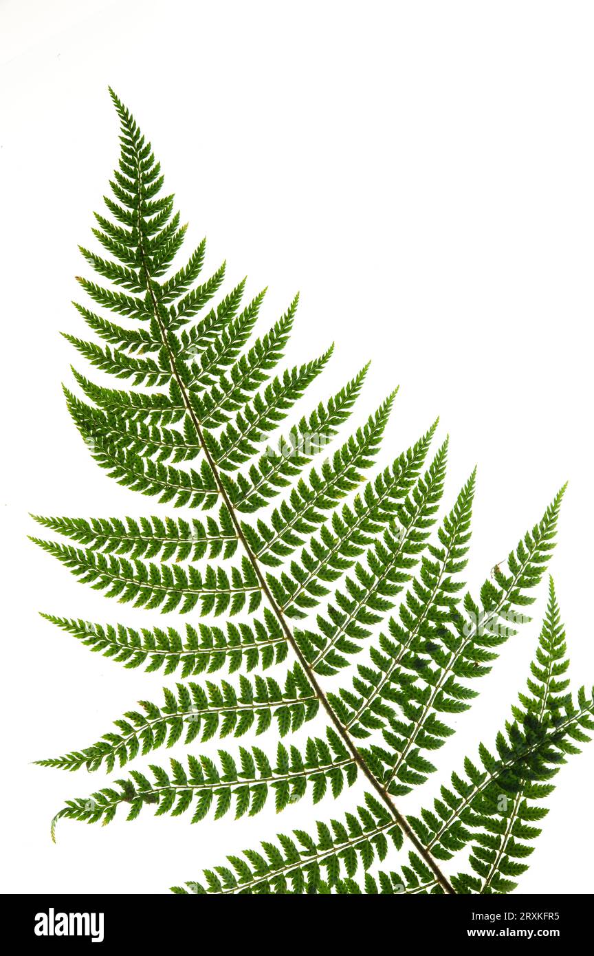 Fern, white background Stock Photo - Alamy