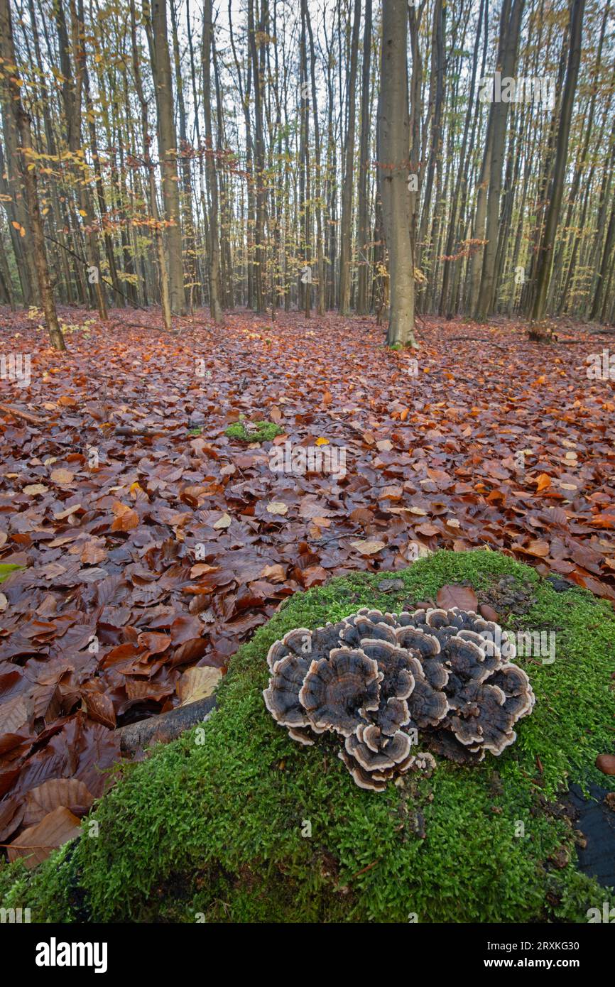 Trametes fungus hi-res stock photography and images - Alamy