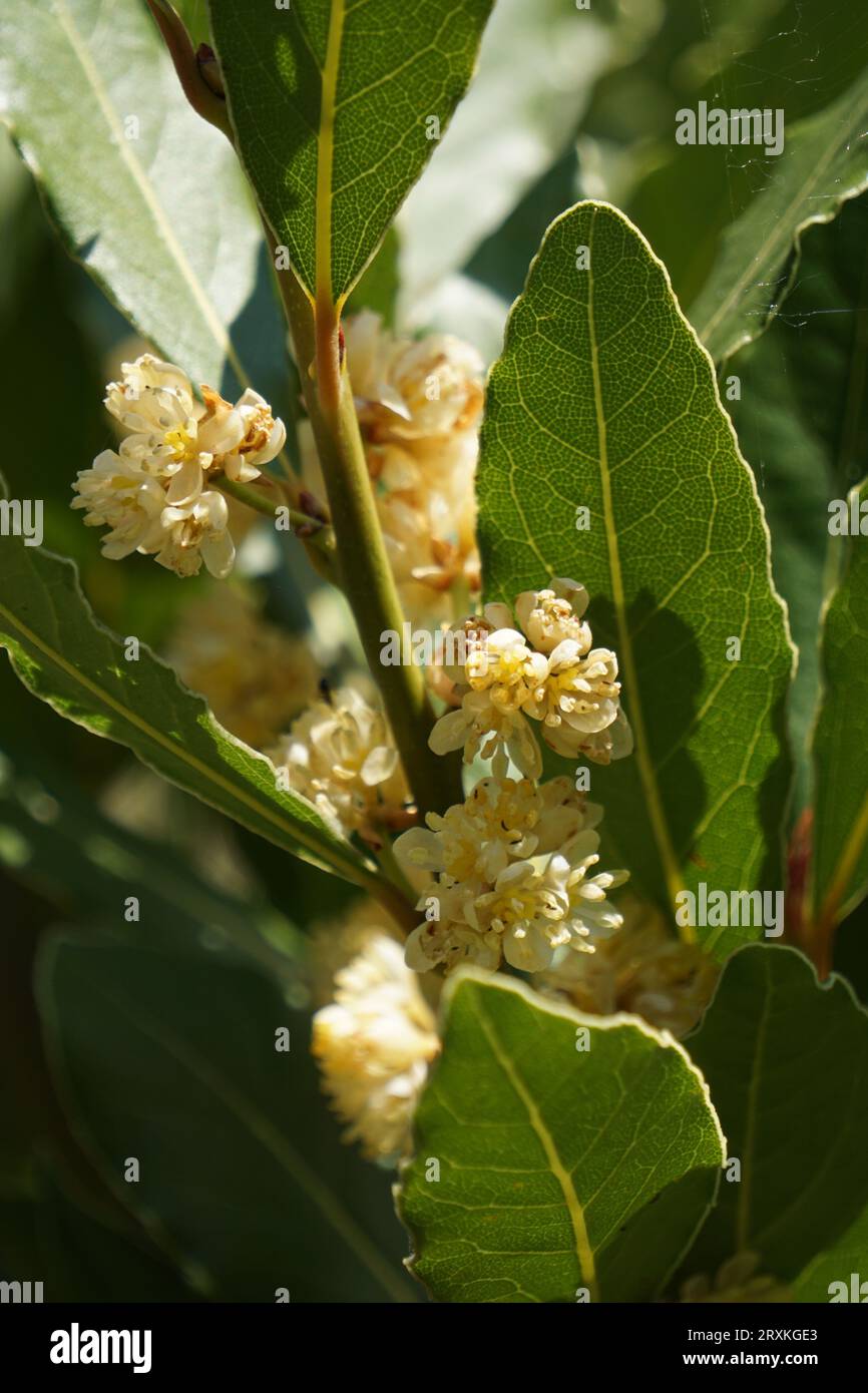 Laurel tree in bloom hi-res stock photography and images - Alamy