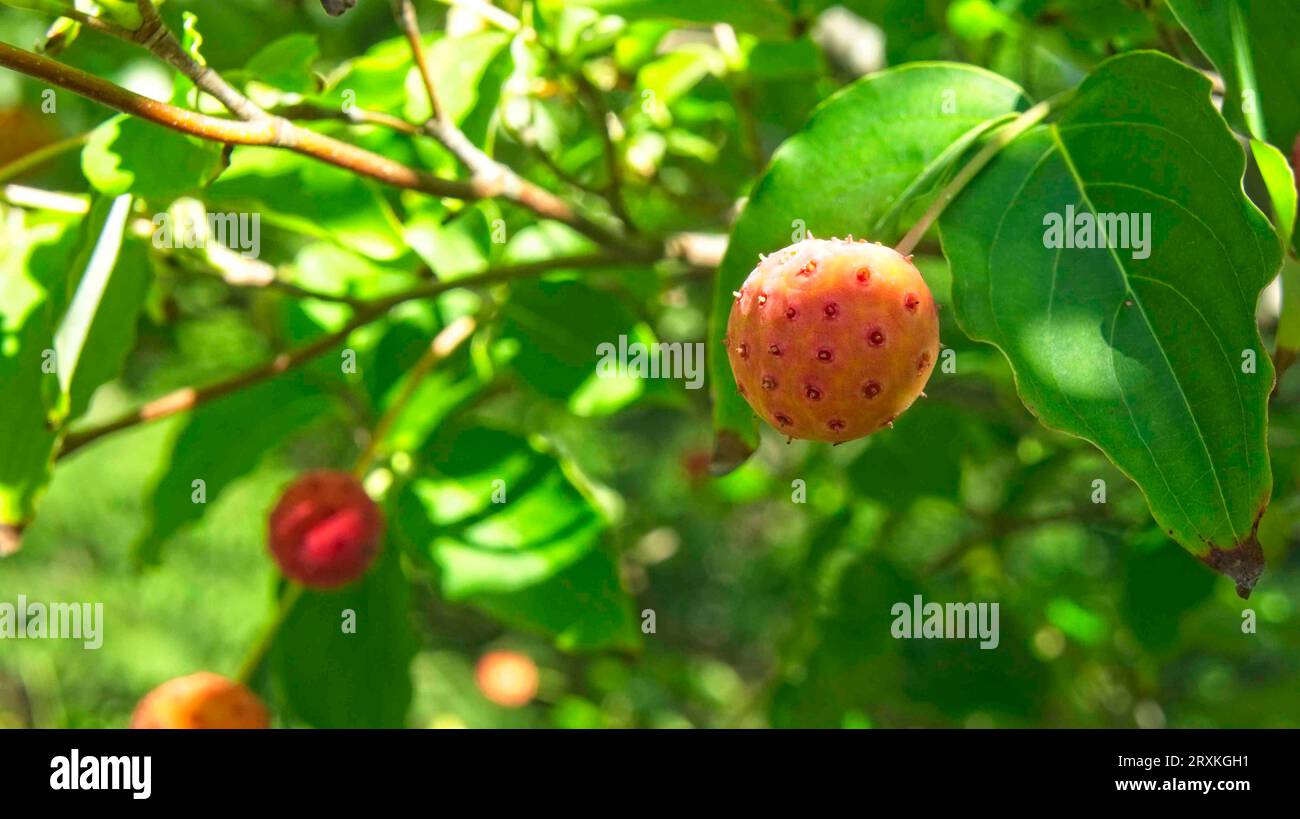 Kousa Dogwood (cornus kousa) fruit Stock Photo - Alamy