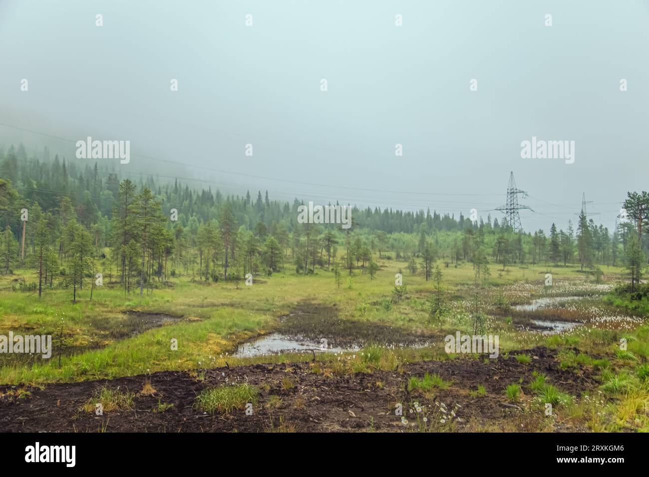 Foggy marsh landscape with fir trees and ordinary marsh vegetation ...