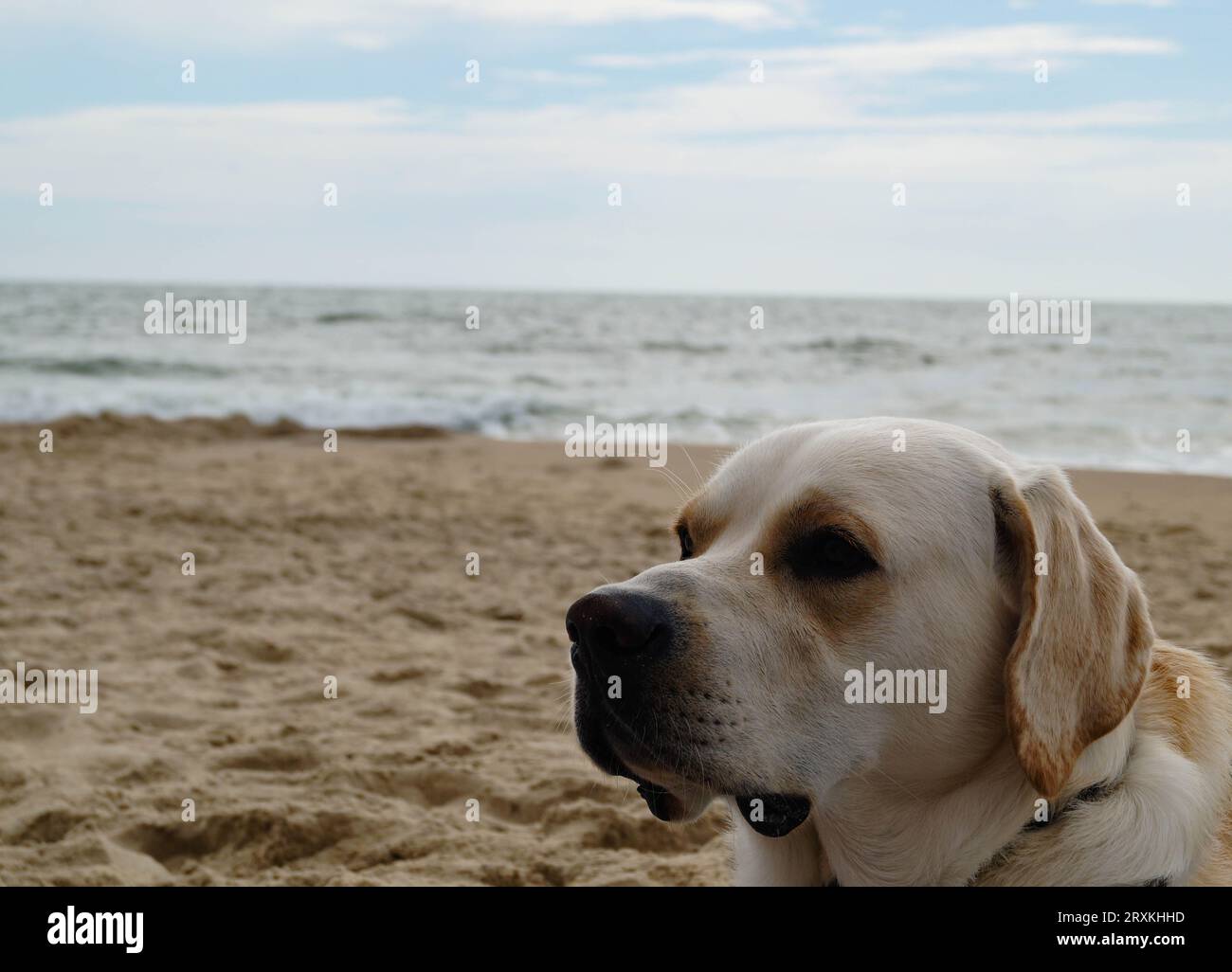 White short coated british Labrador Retriever on the beach of Blavand ...