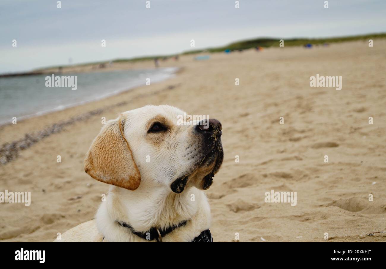 White short coated british Labrador Retriever on the beach of Blavand ...