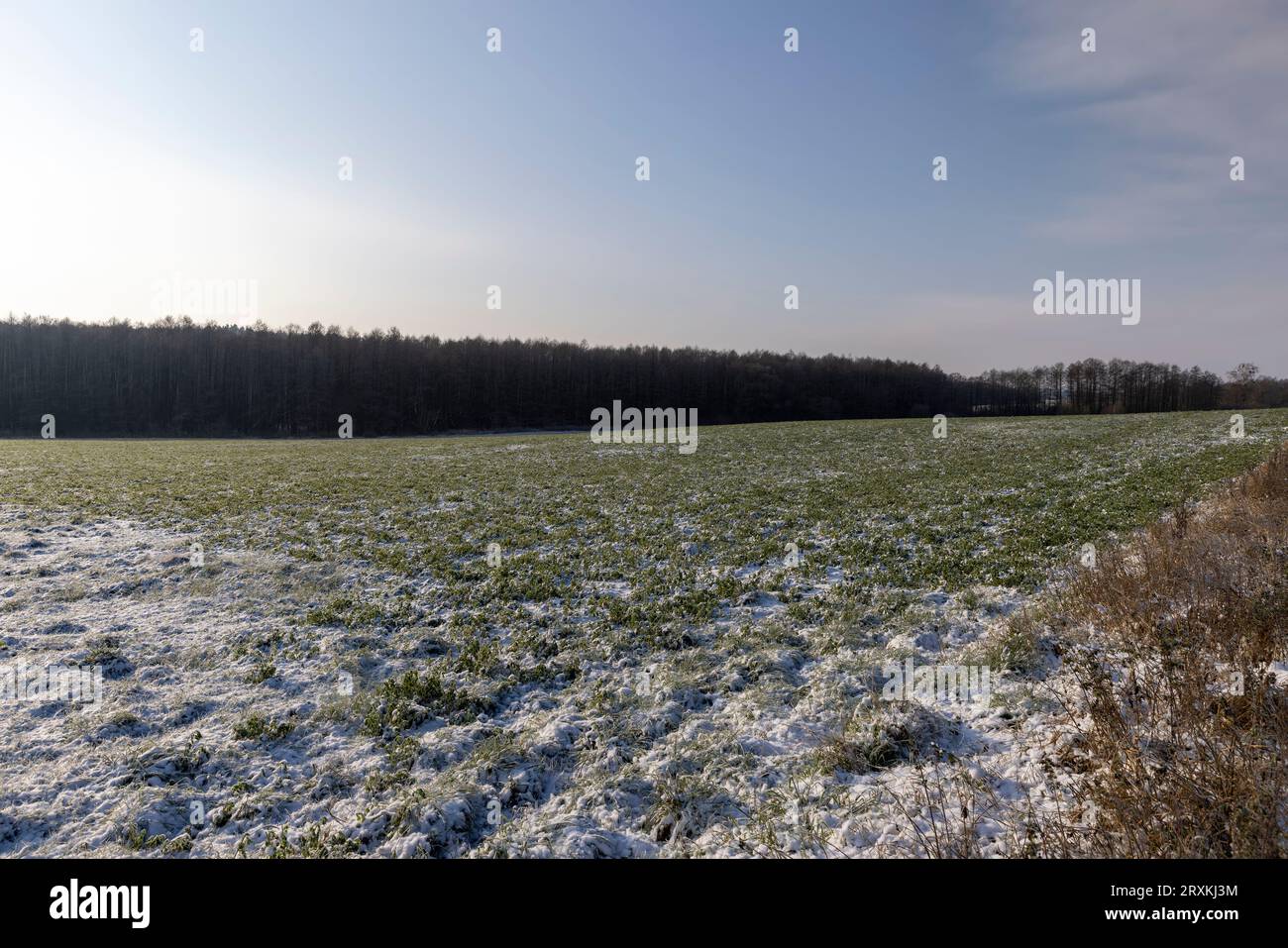 Grass covered with snow and ice in winter, agricultural field with ...