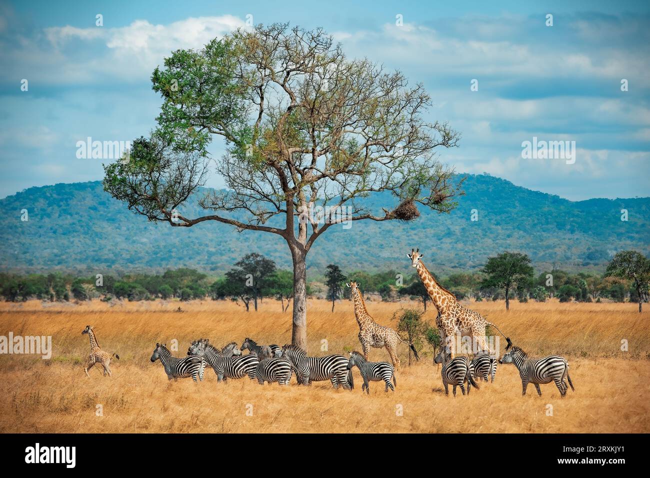 African savanna giraffes zebras hi-res stock photography and images - Alamy