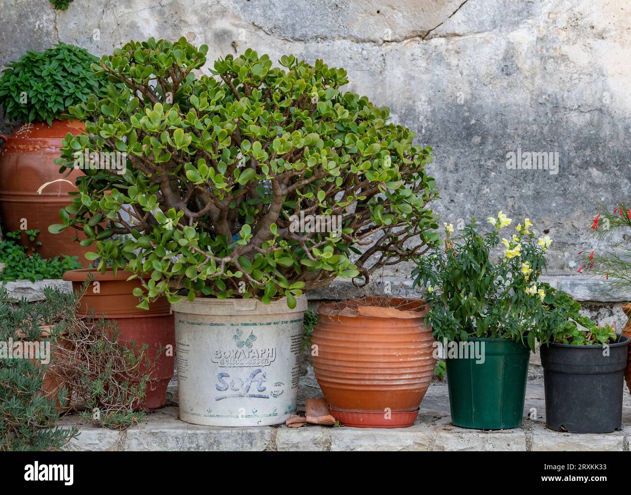 row of garden planters and plant pts ceramic and terracotta pots with ...