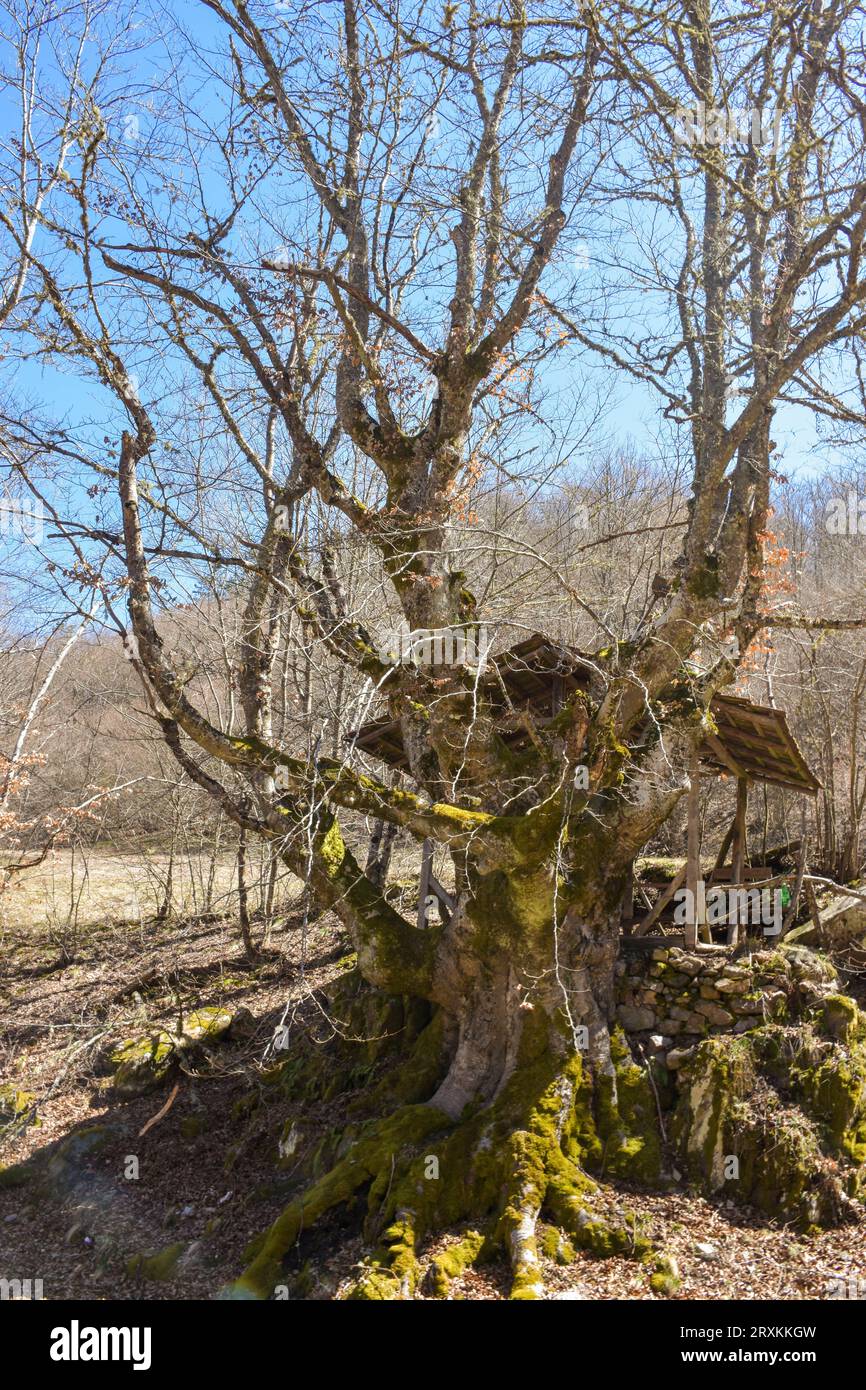 Old tree and cottage, river, Vinica,Macedonia Stock Photo - Alamy