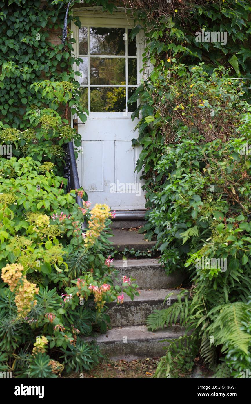 Shrubs beside steps to doorway Stock Photo - Alamy
