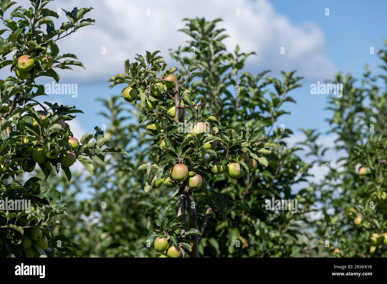 Apple orchard with a mature harvest of green apples, apple orchard with ...