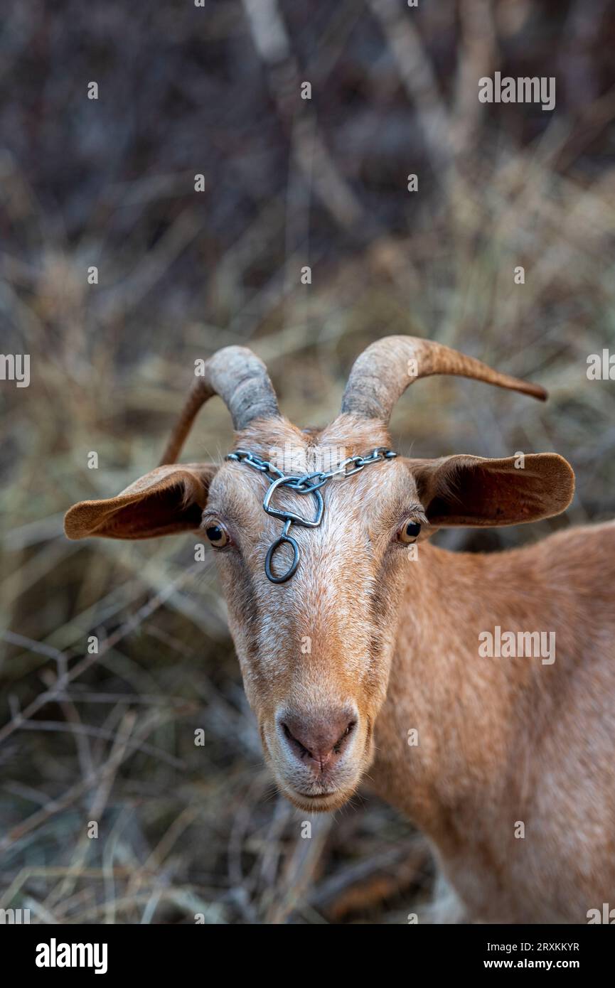 goat looking to camera with large horns and traditional greek bell on ...
