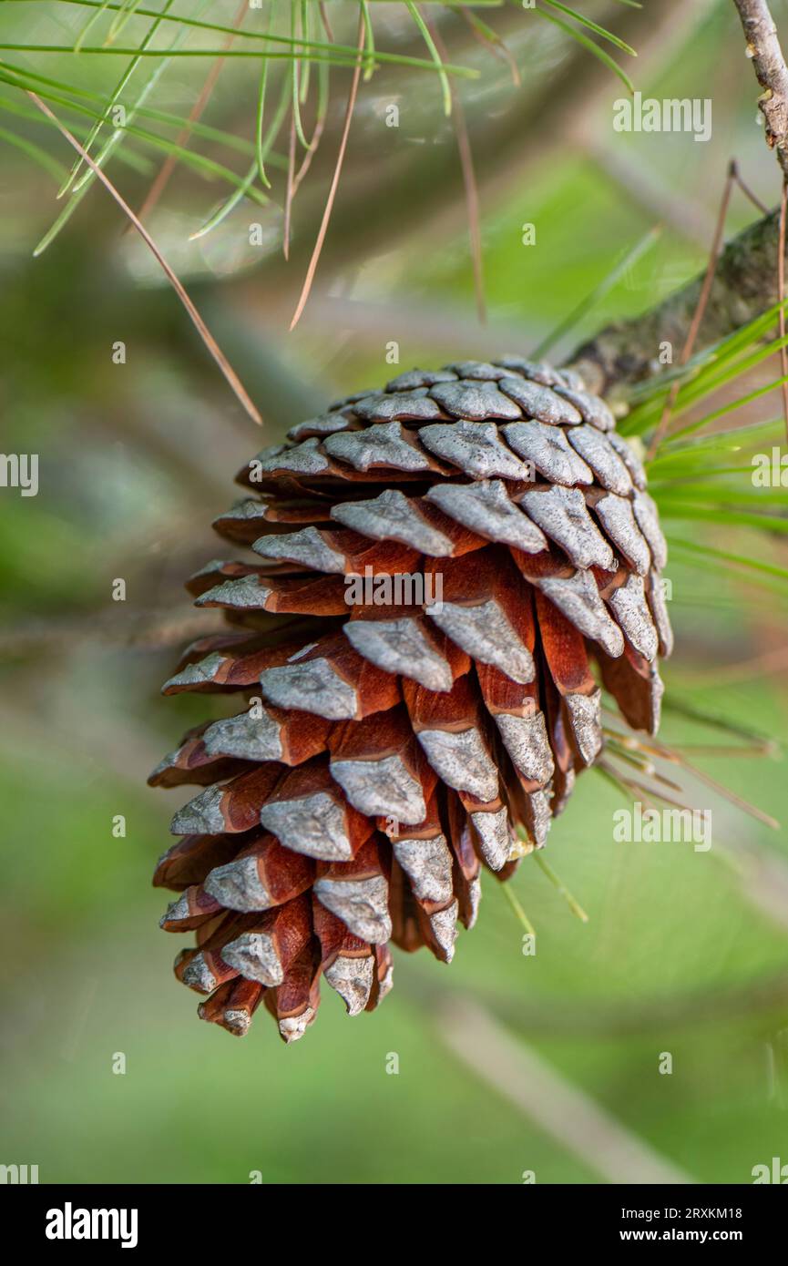 pine cone, fir cone tree cone, close-up, autumnal Stock Photo - Alamy