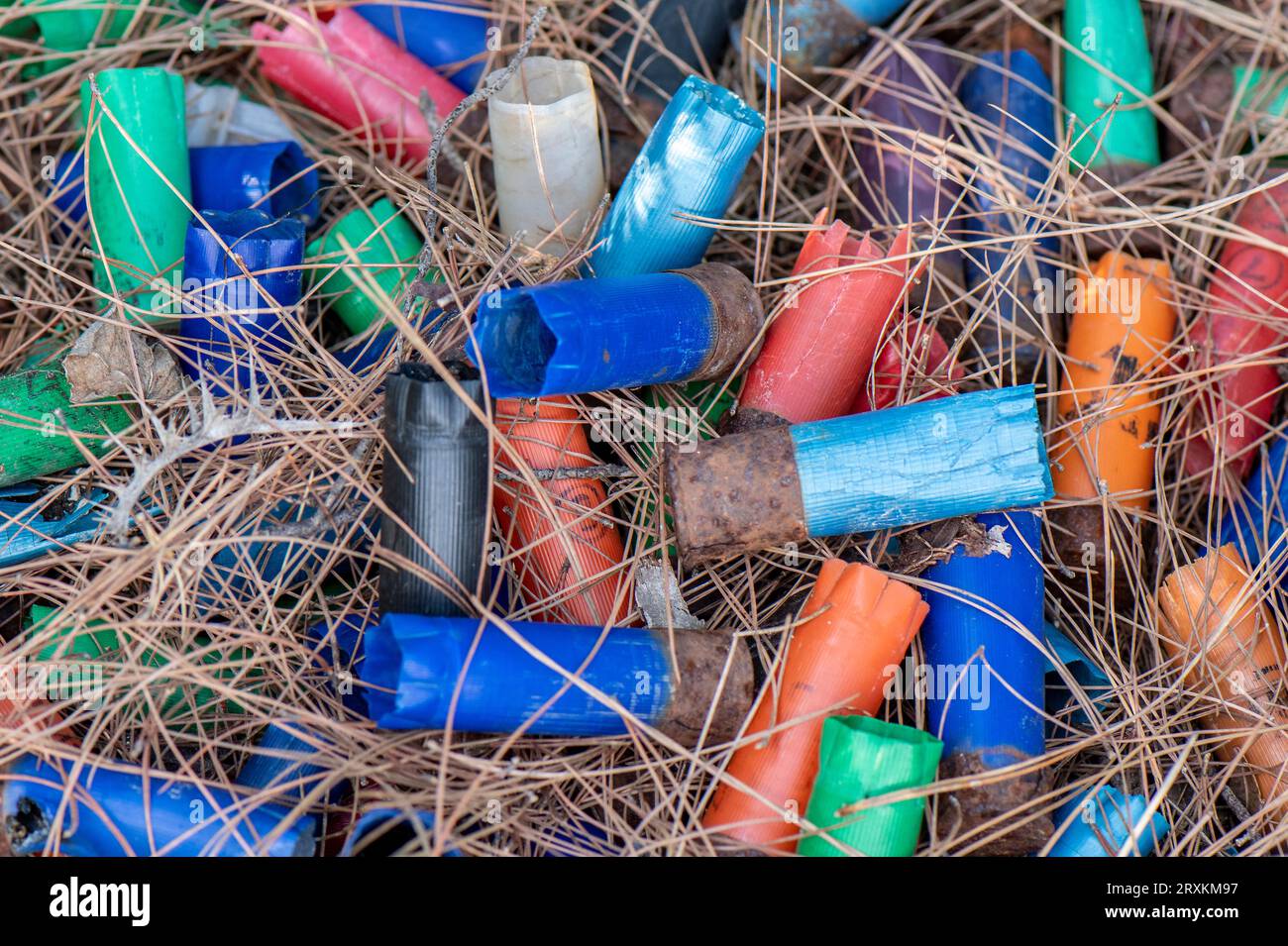 used shotgun cartridges on a woodland floor Stock Photo - Alamy
