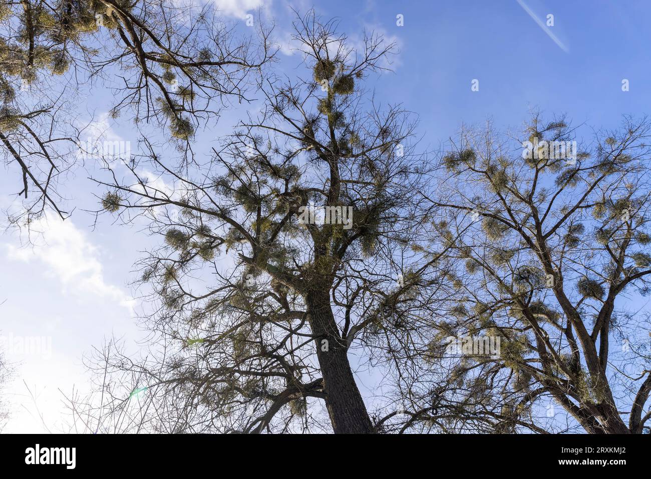 deciduous trees in winter during the day in sunny weather, trees ...