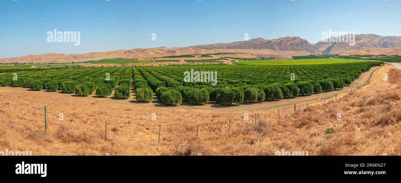 California grass hi-res stock photography and images - Alamy