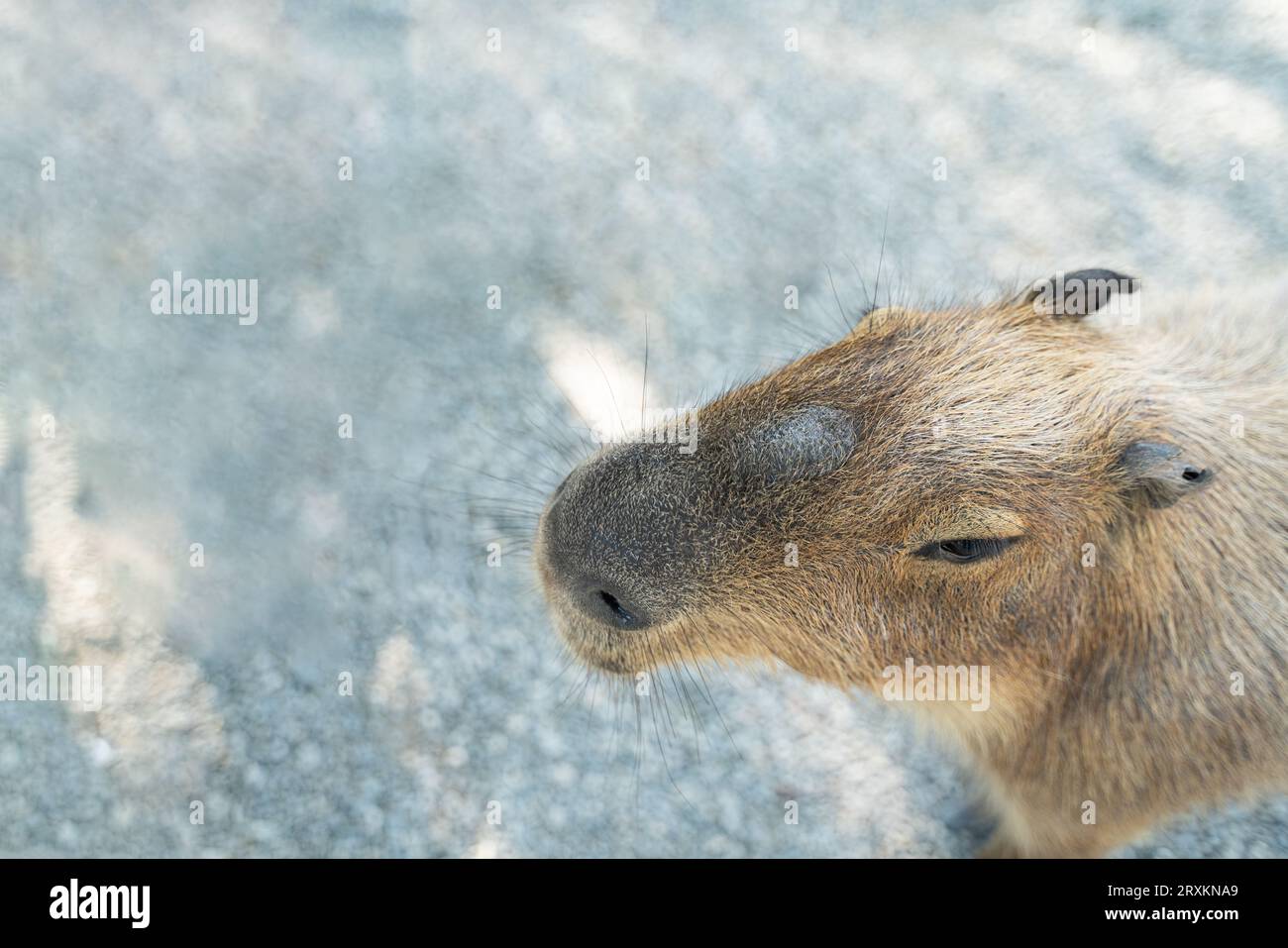 Cute capybara (the biggest mouse) walking and eating in Taiwan Stock ...