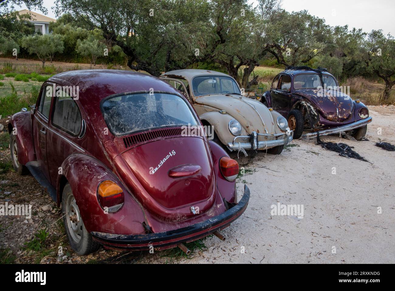 volkswagen beetle motor cars abandoned on a greek island, rusty old volkswagen cars in need of ...