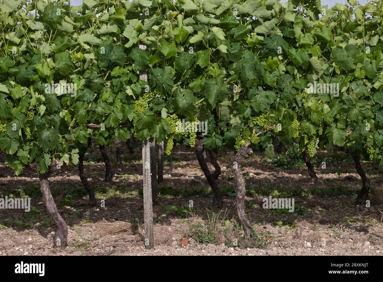Leaf vines lined hi-res stock photography and images - Alamy
