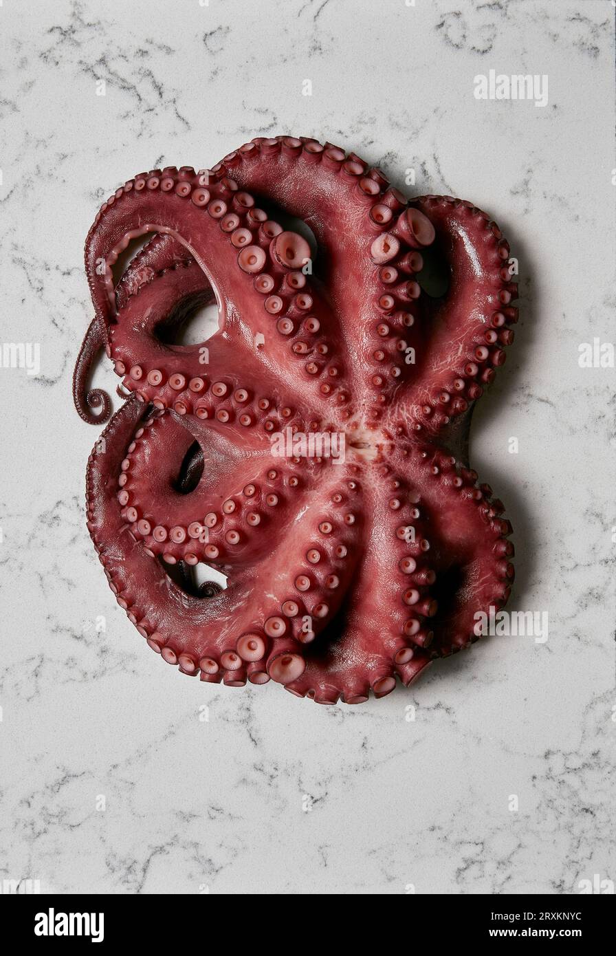 Raw octopus on marble Stock Photo - Alamy