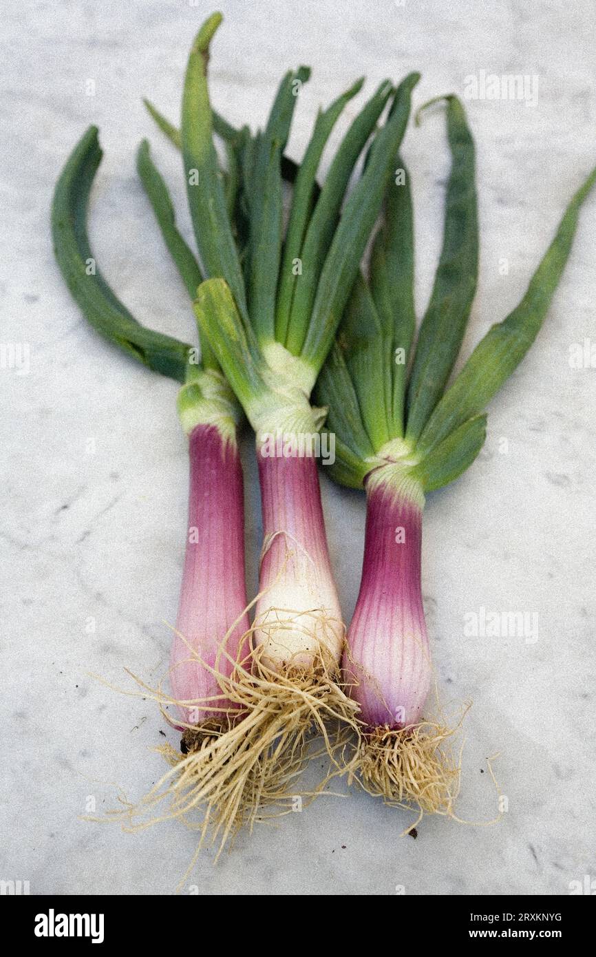 Purple spring onion on marble Stock Photo - Alamy