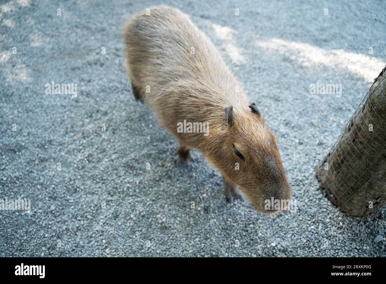 Cute capybara (the biggest mouse) walking and eating in Taiwan Stock Photo - Alamy
