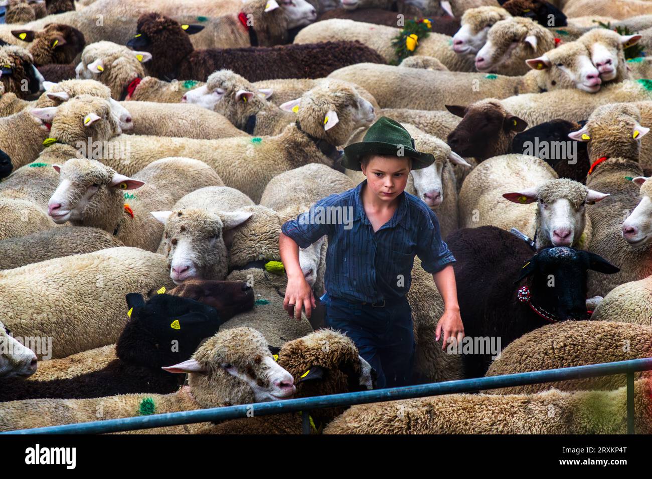 Schafscheid is the celebration after the departure of the sheep from ...