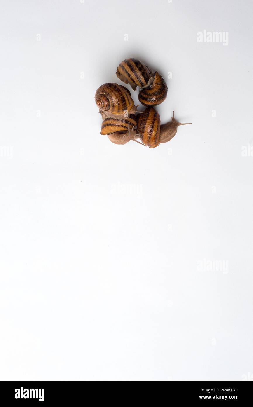 Five snails hi-res stock photography and images - Alamy