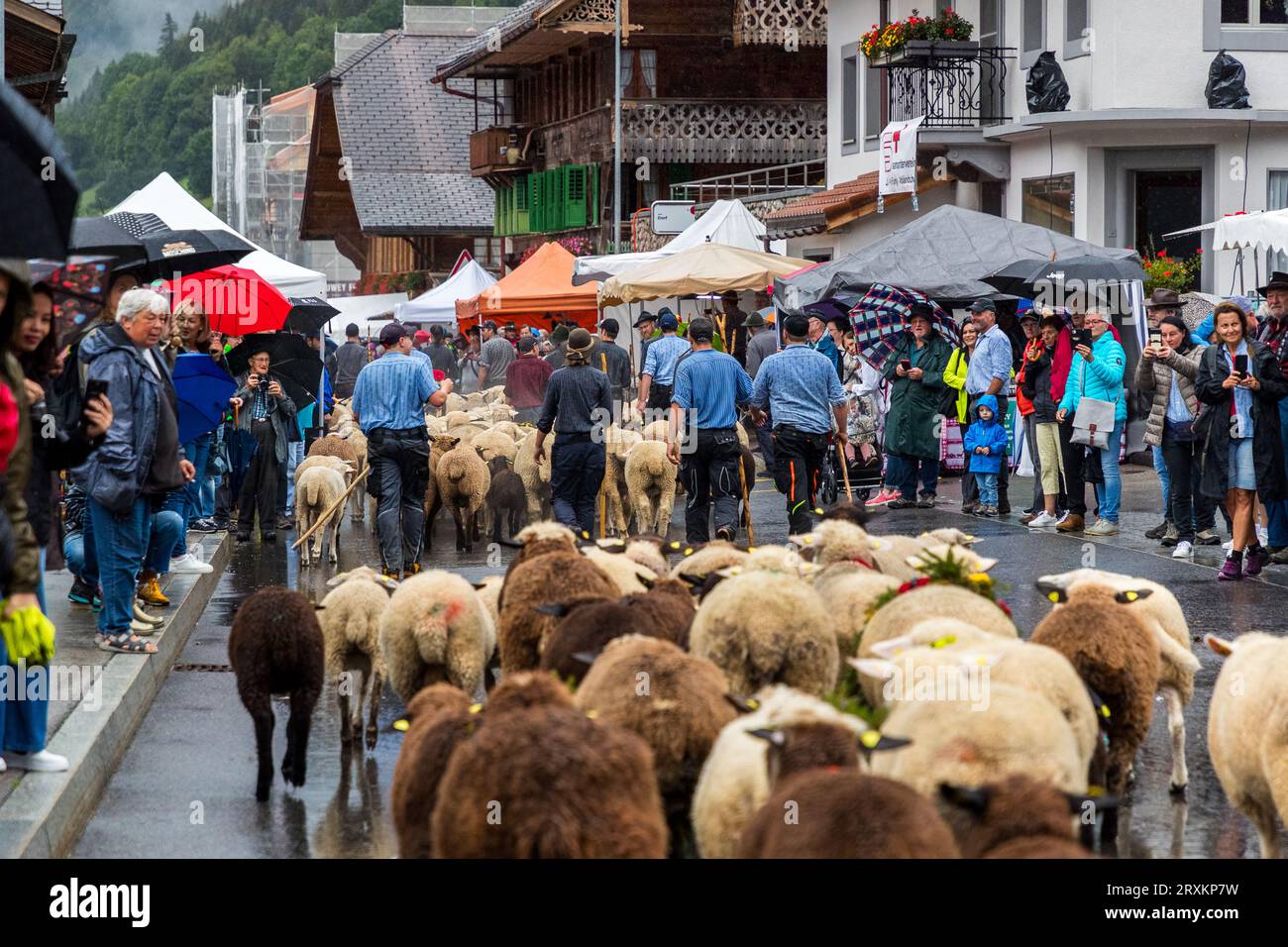 Schafscheid is the celebration after the departure of the sheep from ...