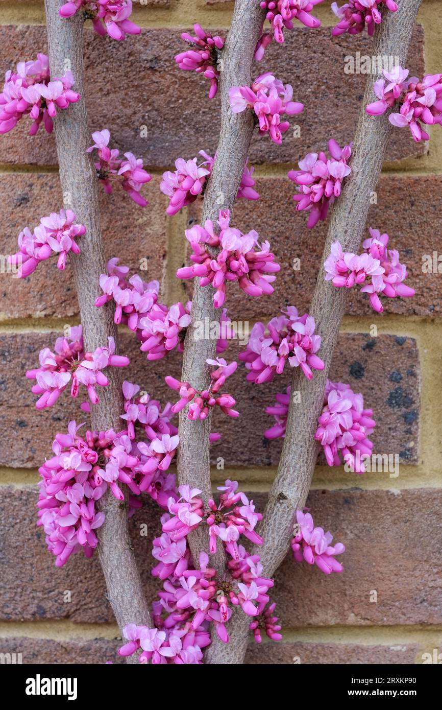 Avondale hi-res stock photography and images - Alamy