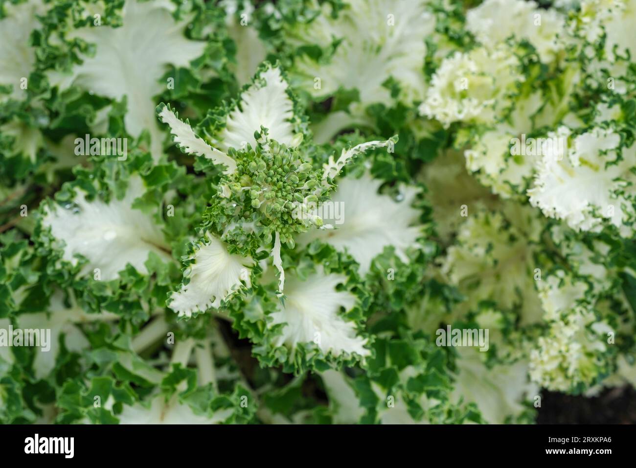 Ruffled leaves hi-res stock photography and images - Alamy