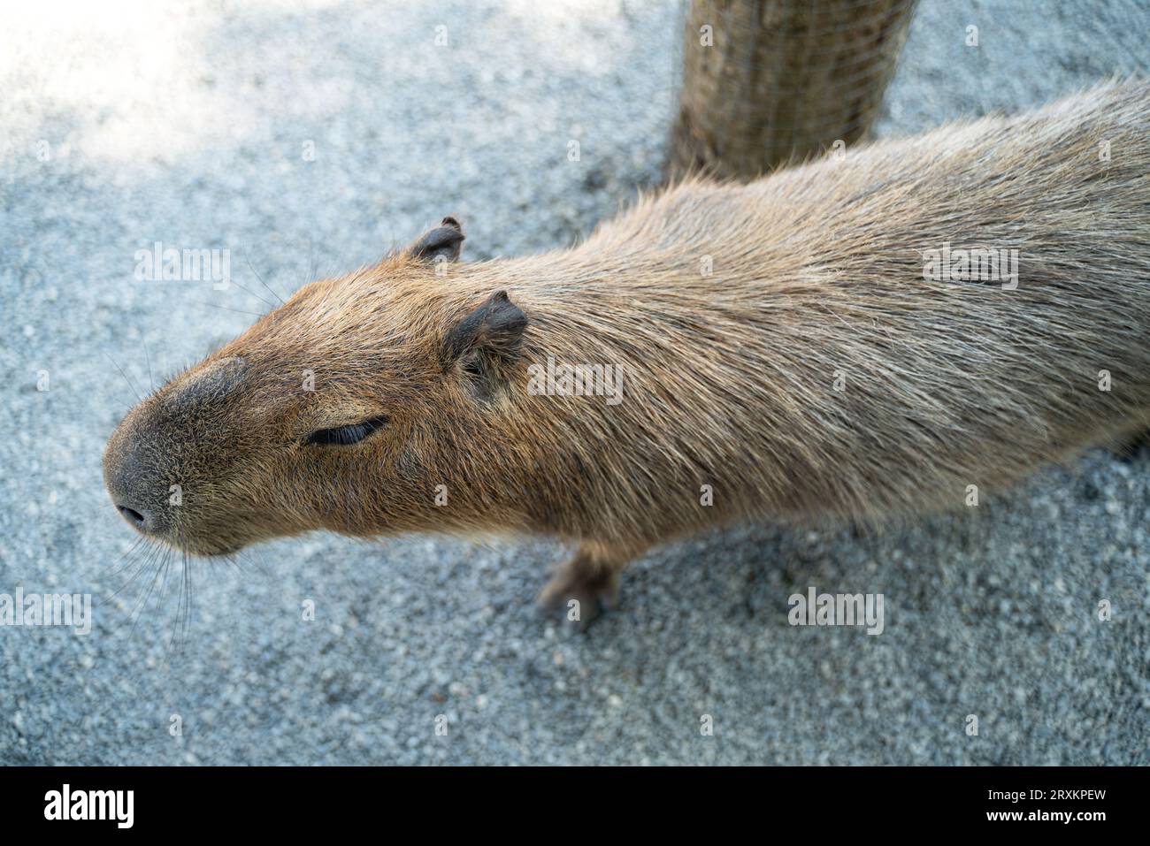 Cute capybara (the biggest mouse) walking and eating in Taiwan Stock ...