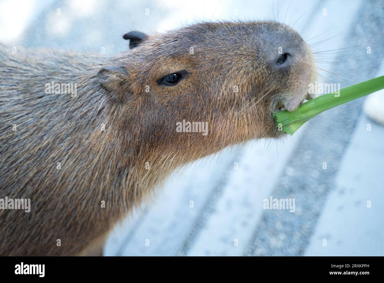 Cute capybara (the biggest mouse) walking and eating in Taiwan Stock ...