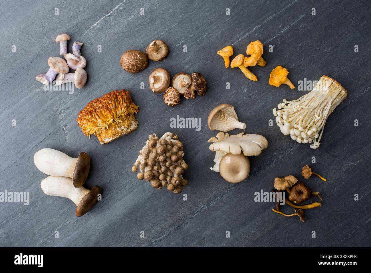Variety colour fungi hi-res stock photography and images - Alamy