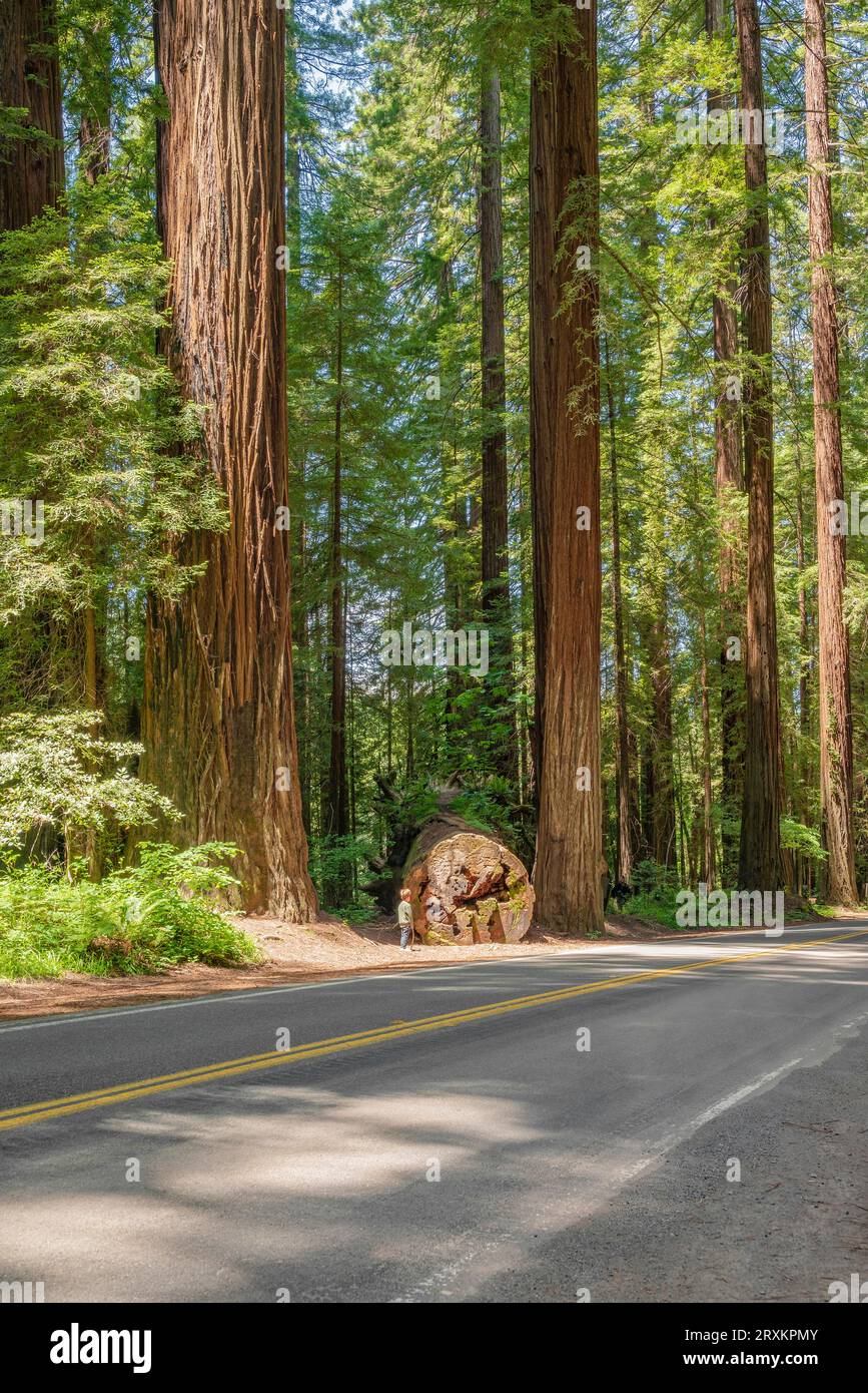 Avenue of Giants along U.S. Route 101, California, USA Stock Photo - Alamy