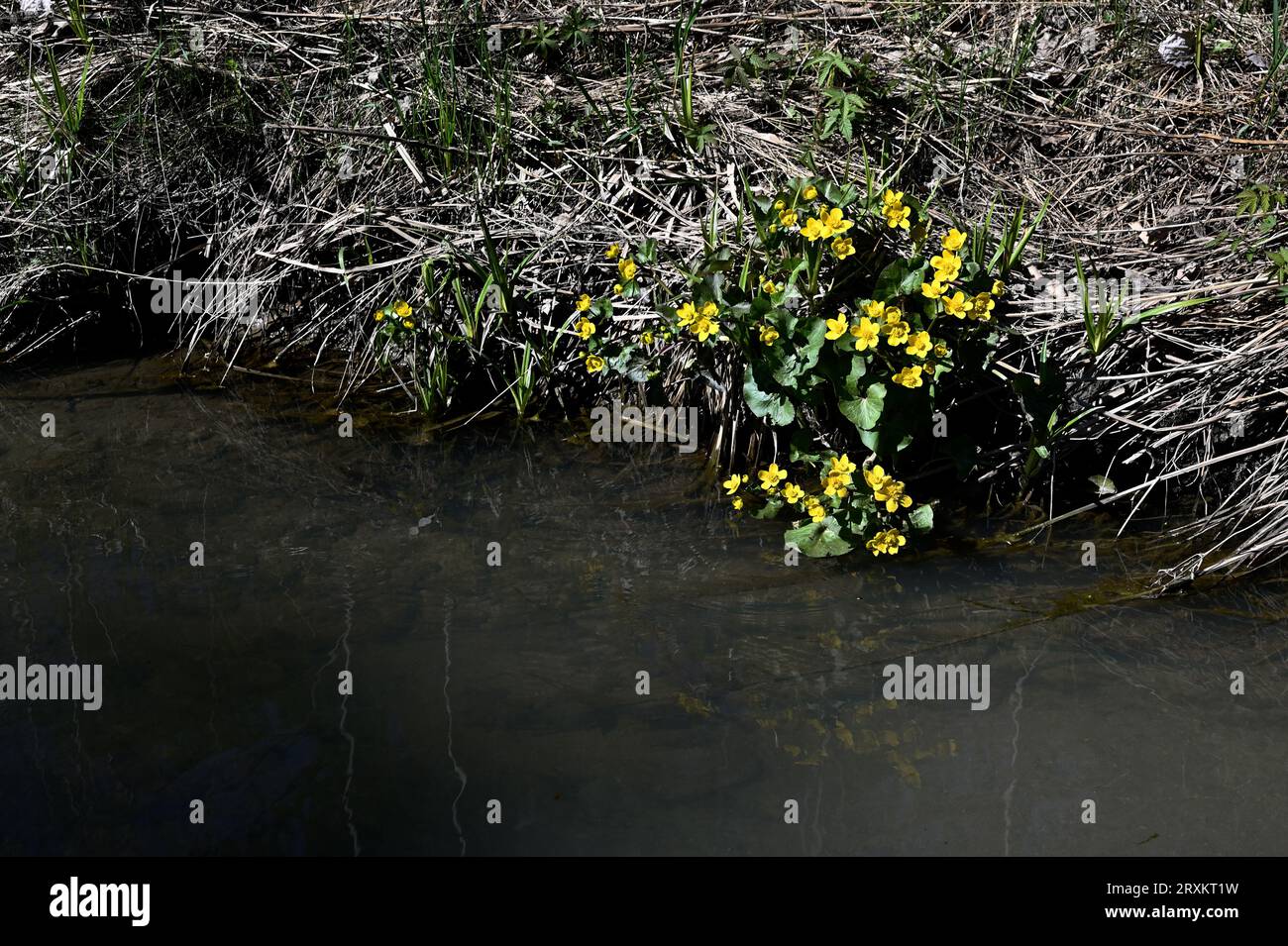 Yellow flowers marsh marigold close hi-res stock photography and images ...