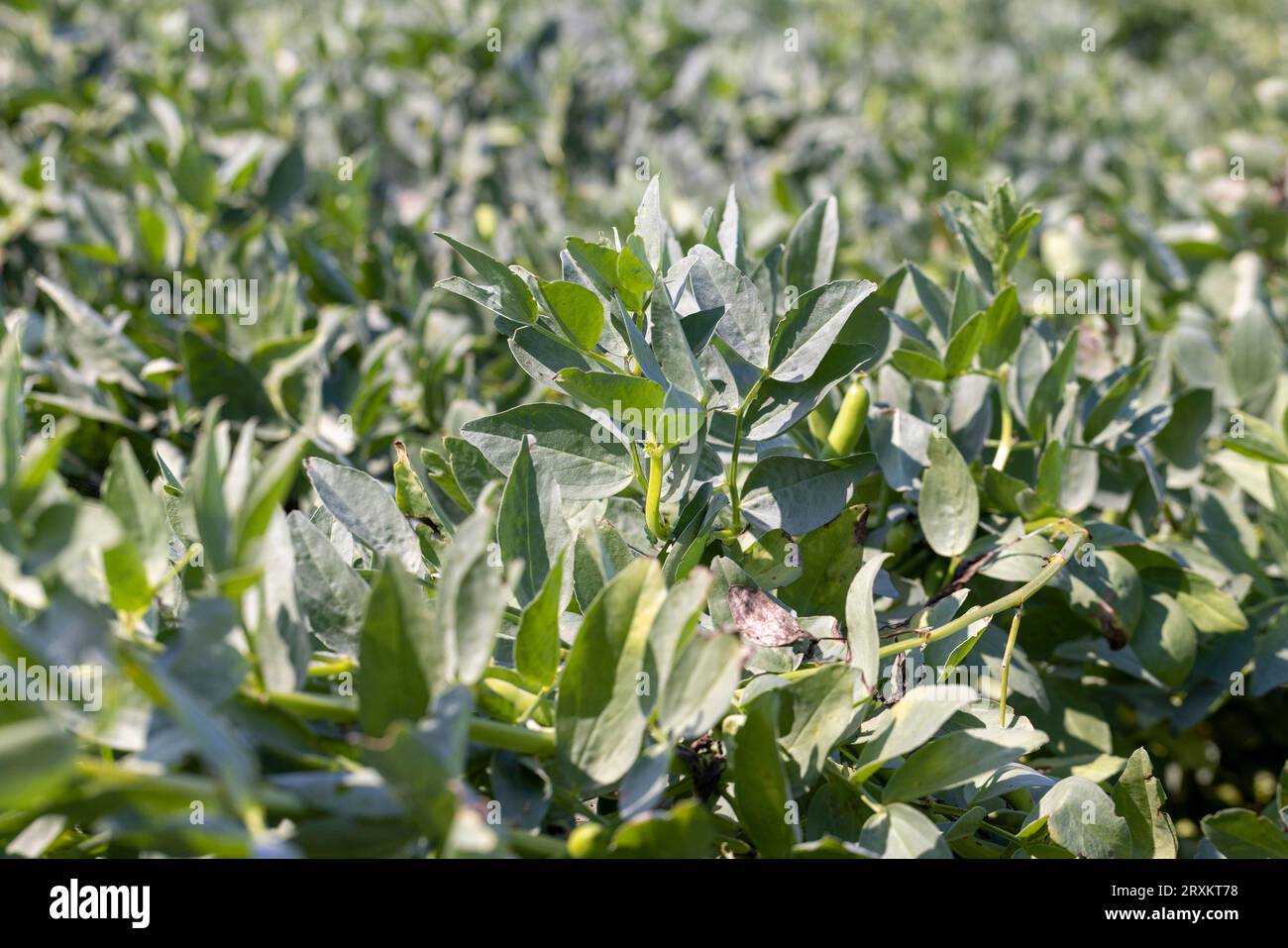 Growing legumes hi-res stock photography and images - Alamy