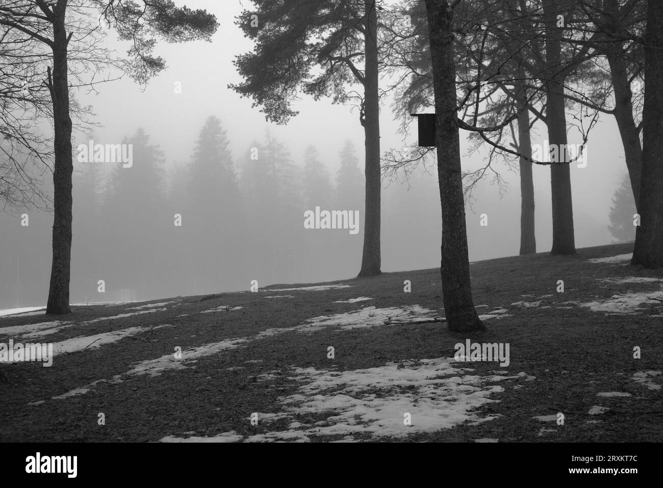 park in the fog in early spring, black and white photo Stock Photo - Alamy