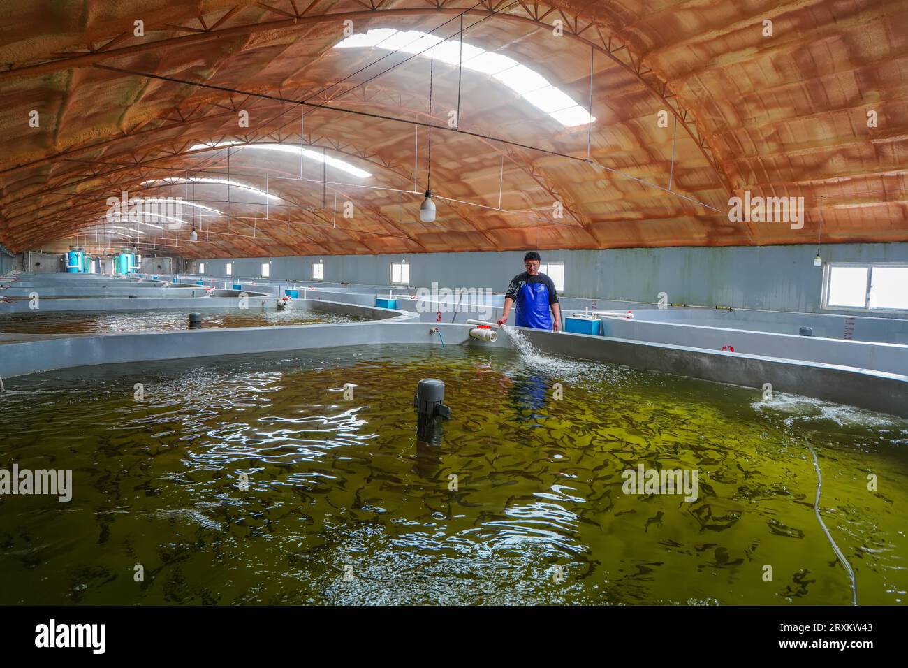 Indoor growth fish aquaculture hi-res stock photography and images - Alamy