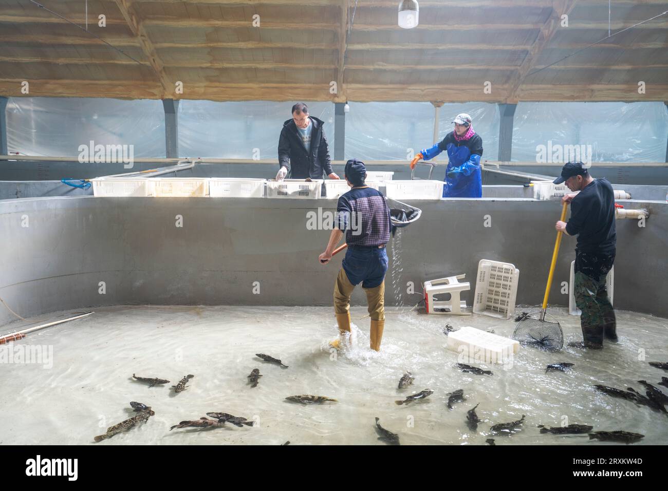 Grouper fish farming hi-res stock photography and images - Alamy