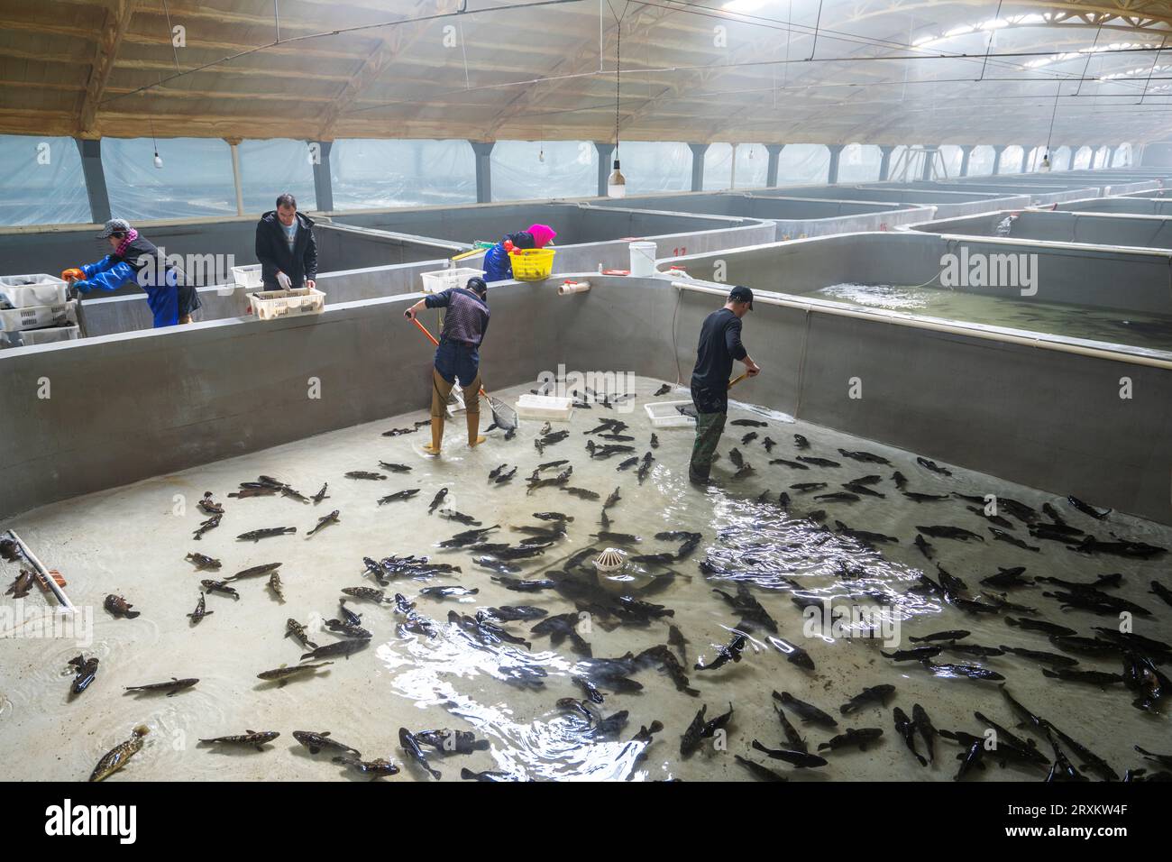 Grouper fish farming hi-res stock photography and images - Alamy