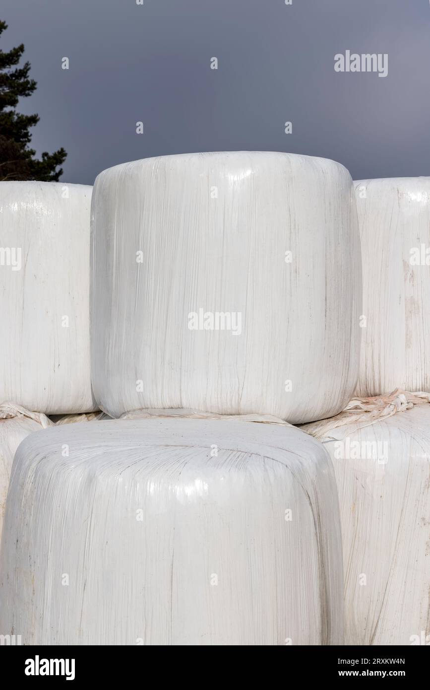 white plastic packaging for hay during storage in winter, old dirty ...