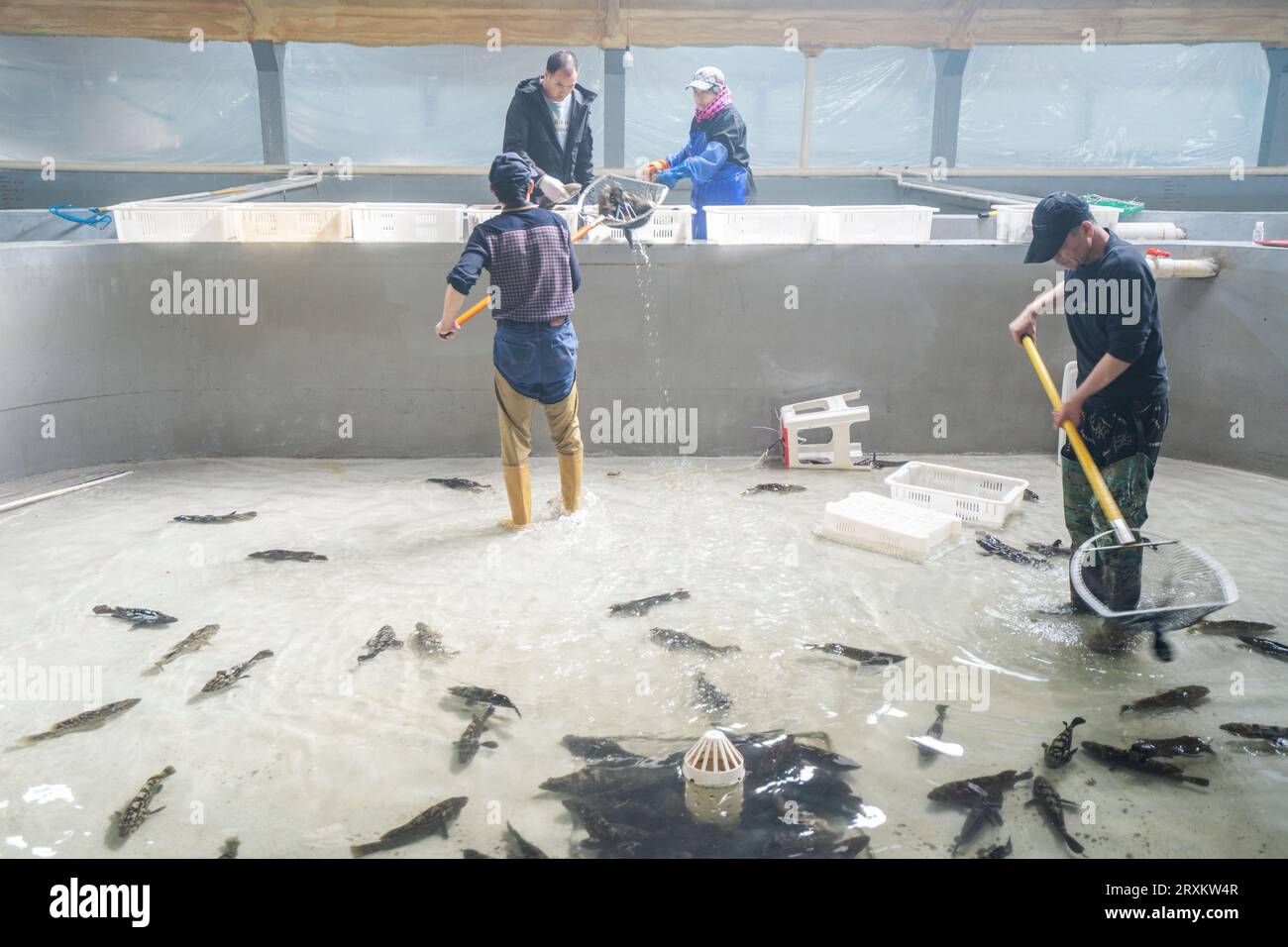 Grouper fish farming hi-res stock photography and images - Alamy
