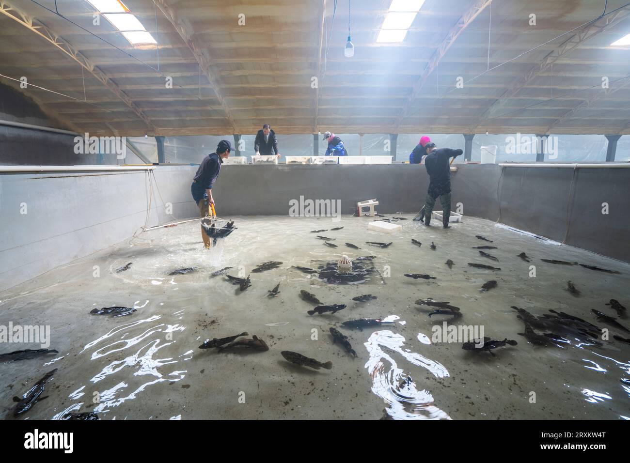 Grouper fish farming hi-res stock photography and images - Alamy