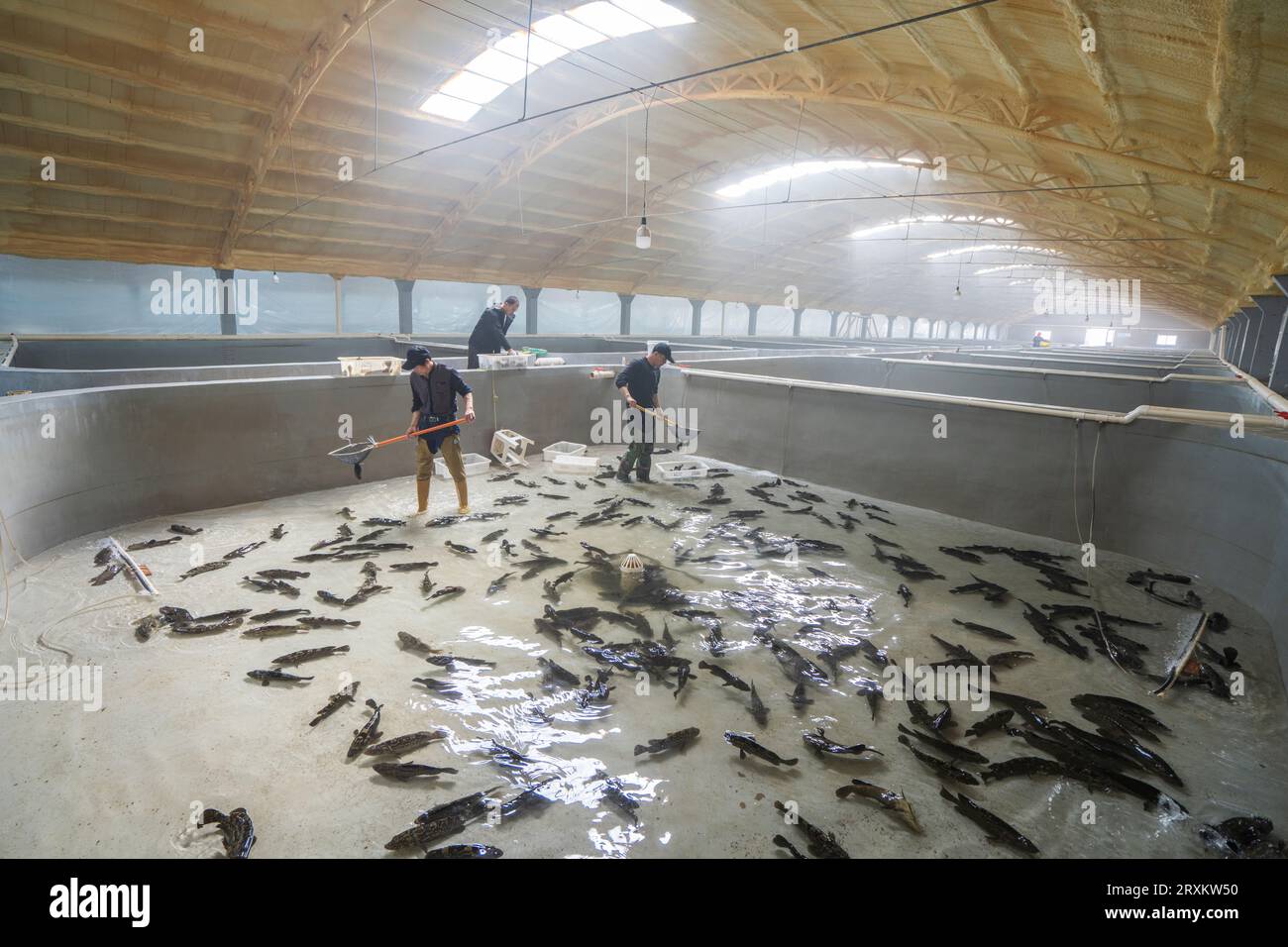 Grouper fish farming hi-res stock photography and images - Alamy