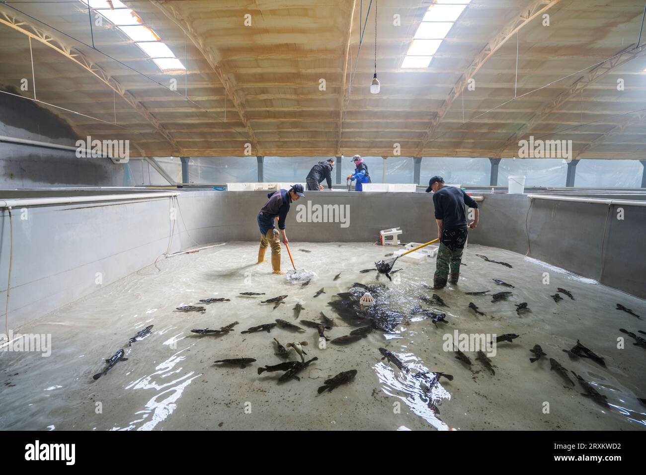 Grouper fish farming hi-res stock photography and images - Alamy