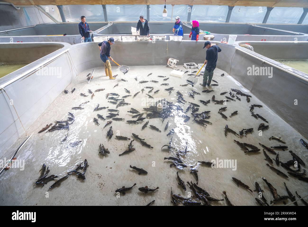 Grouper fish farming hi-res stock photography and images - Alamy