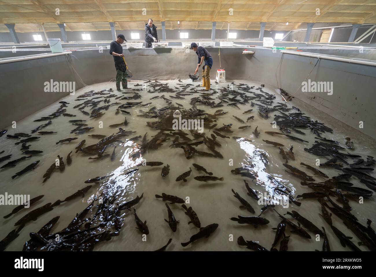 Grouper fish farming hi-res stock photography and images - Alamy