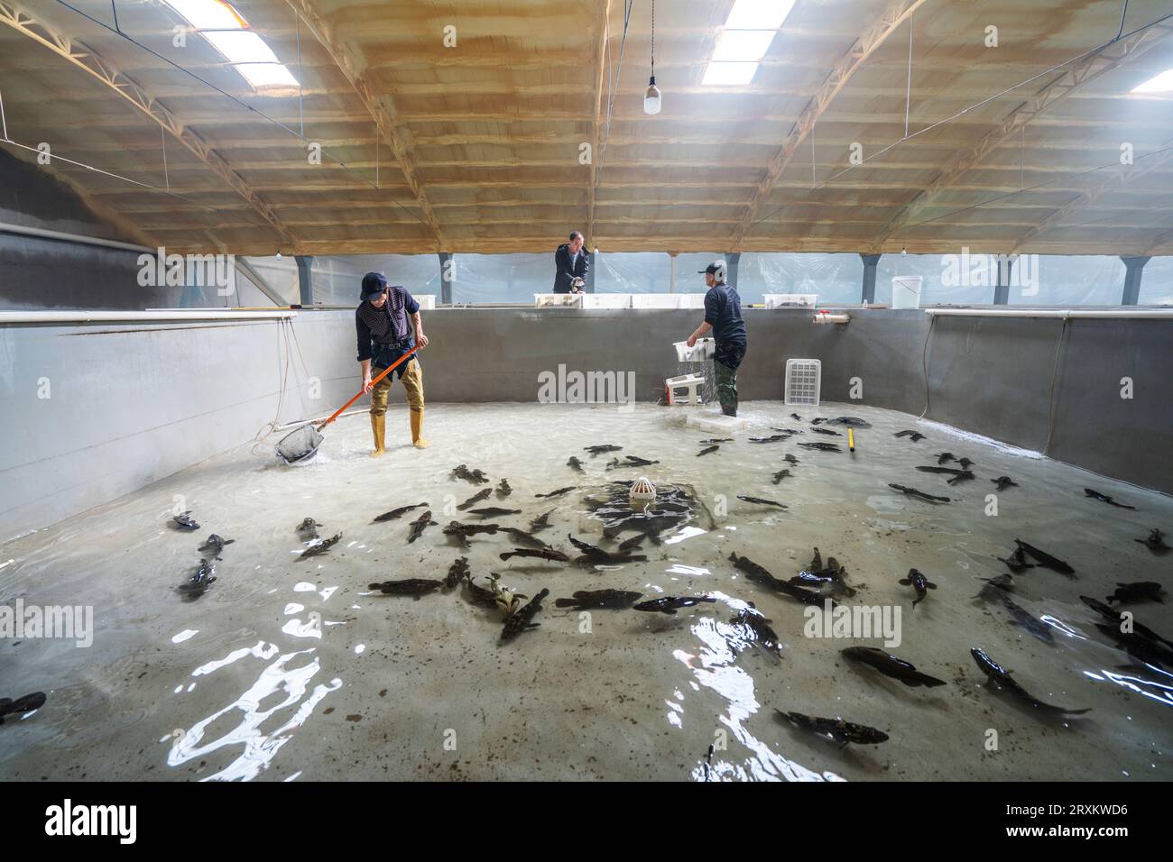Grouper fish farming hi-res stock photography and images - Alamy