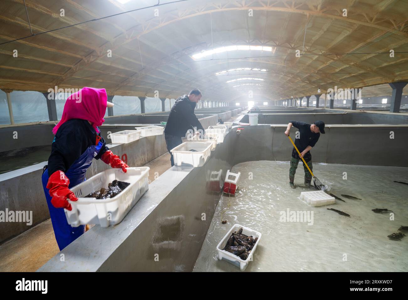 Grouper fish farming hi-res stock photography and images - Alamy
