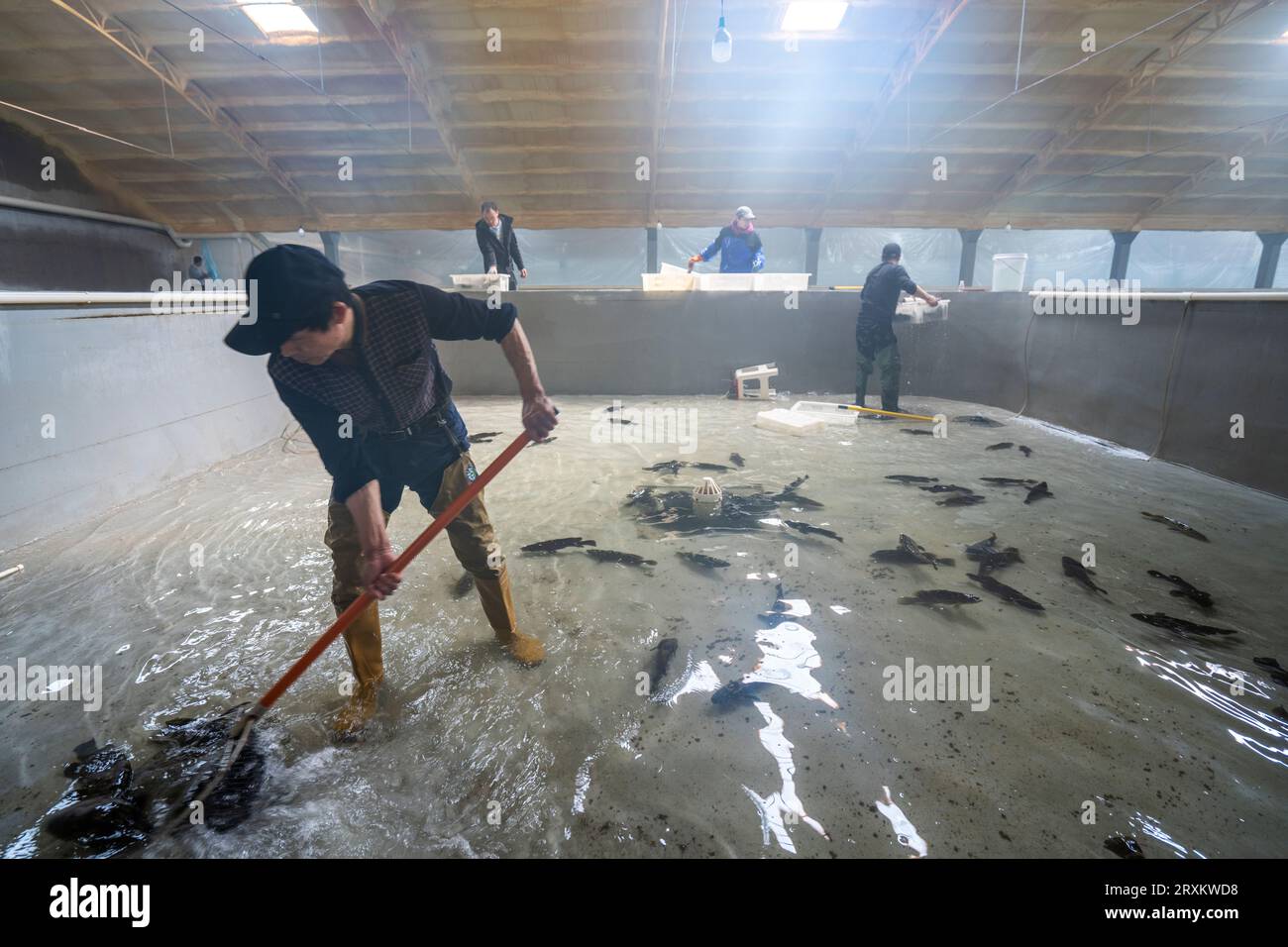 Grouper fish farming hi-res stock photography and images - Alamy